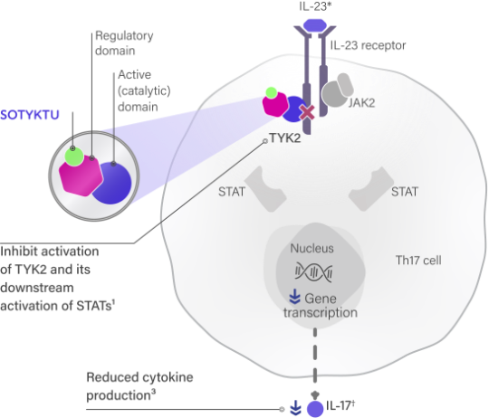 SOTYKTU® (deucravacitinib) Mechanism of Action | for HCPs