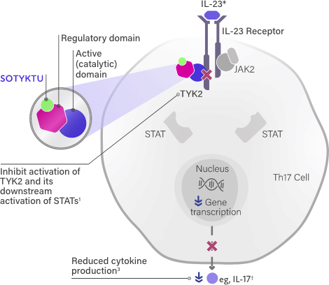 SOTYKTU™ (deucravacitinib) Mechanism of Action | for HCPs